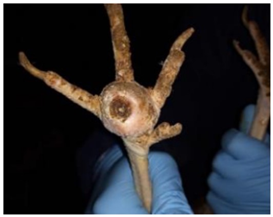 Exemple de pododermatitis (bumble foot) en una ponedora, indicador de ...