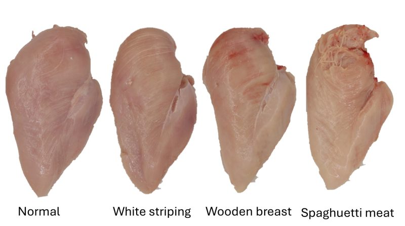 Aspect of the myopathies observed in chicken breast.